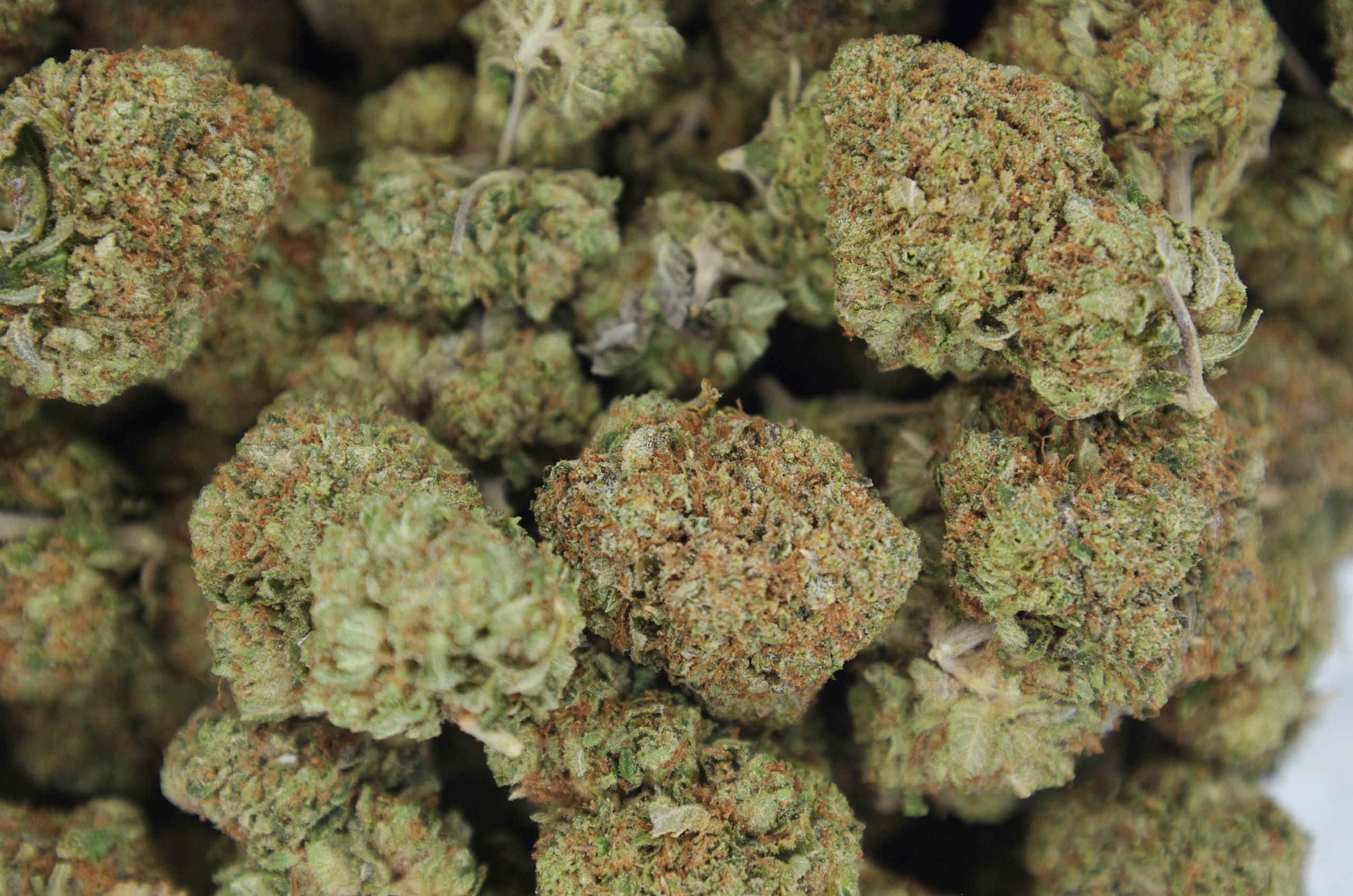 Buy Master Kush Online | Canada Bliss Herbals