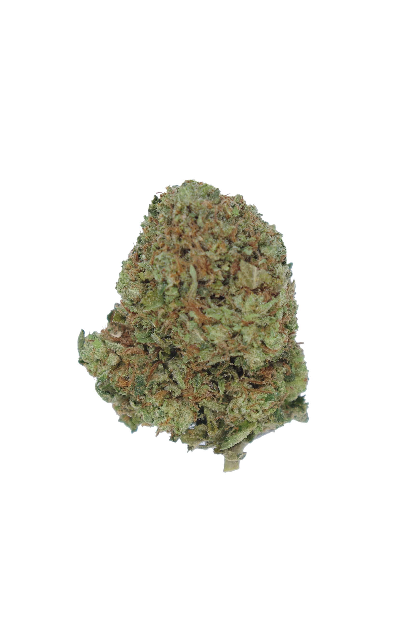 Buy Master Kush Online | Canada Bliss Herbals