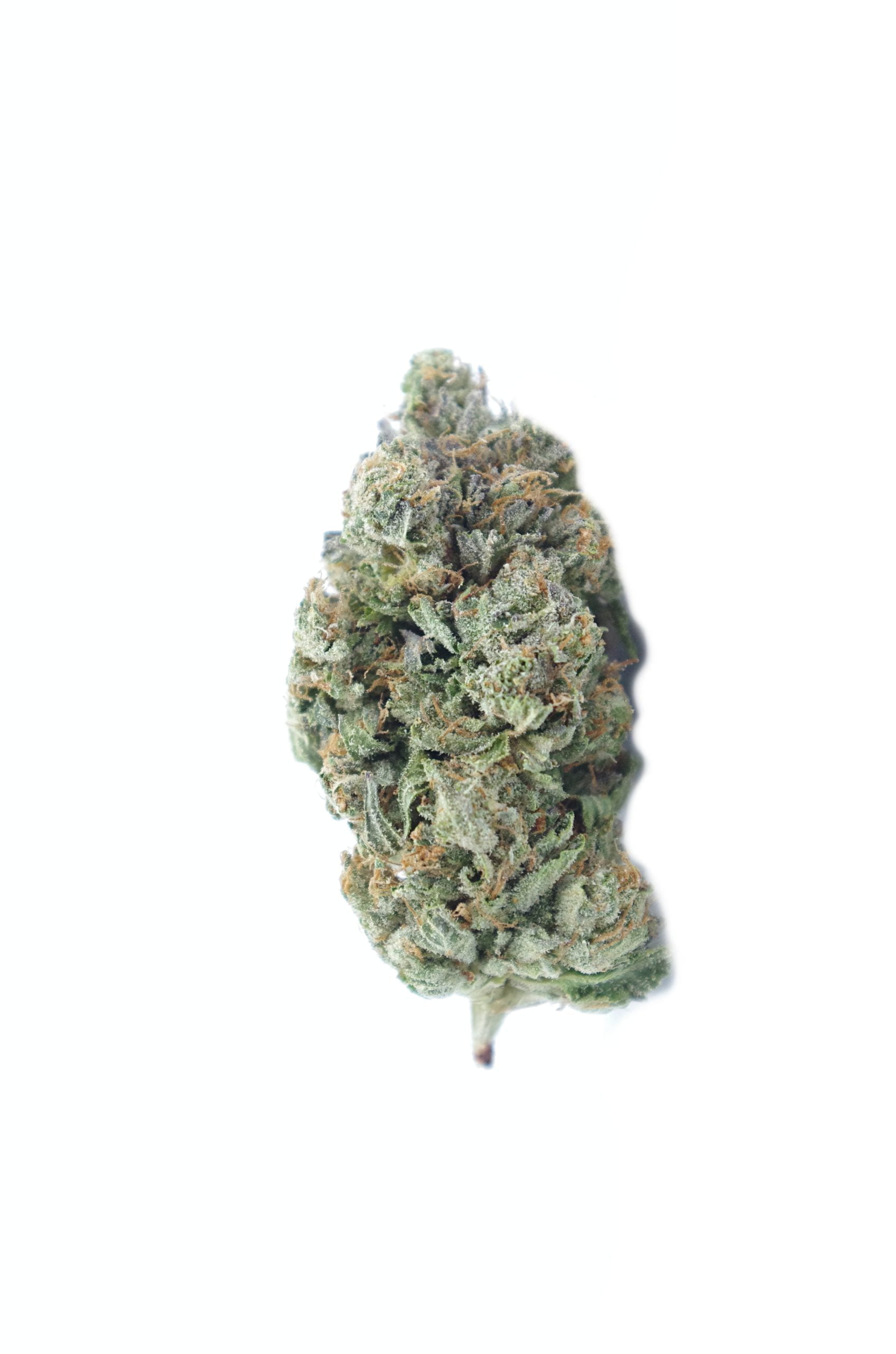 Master Kush Oz Special | Canada Bliss Herbals