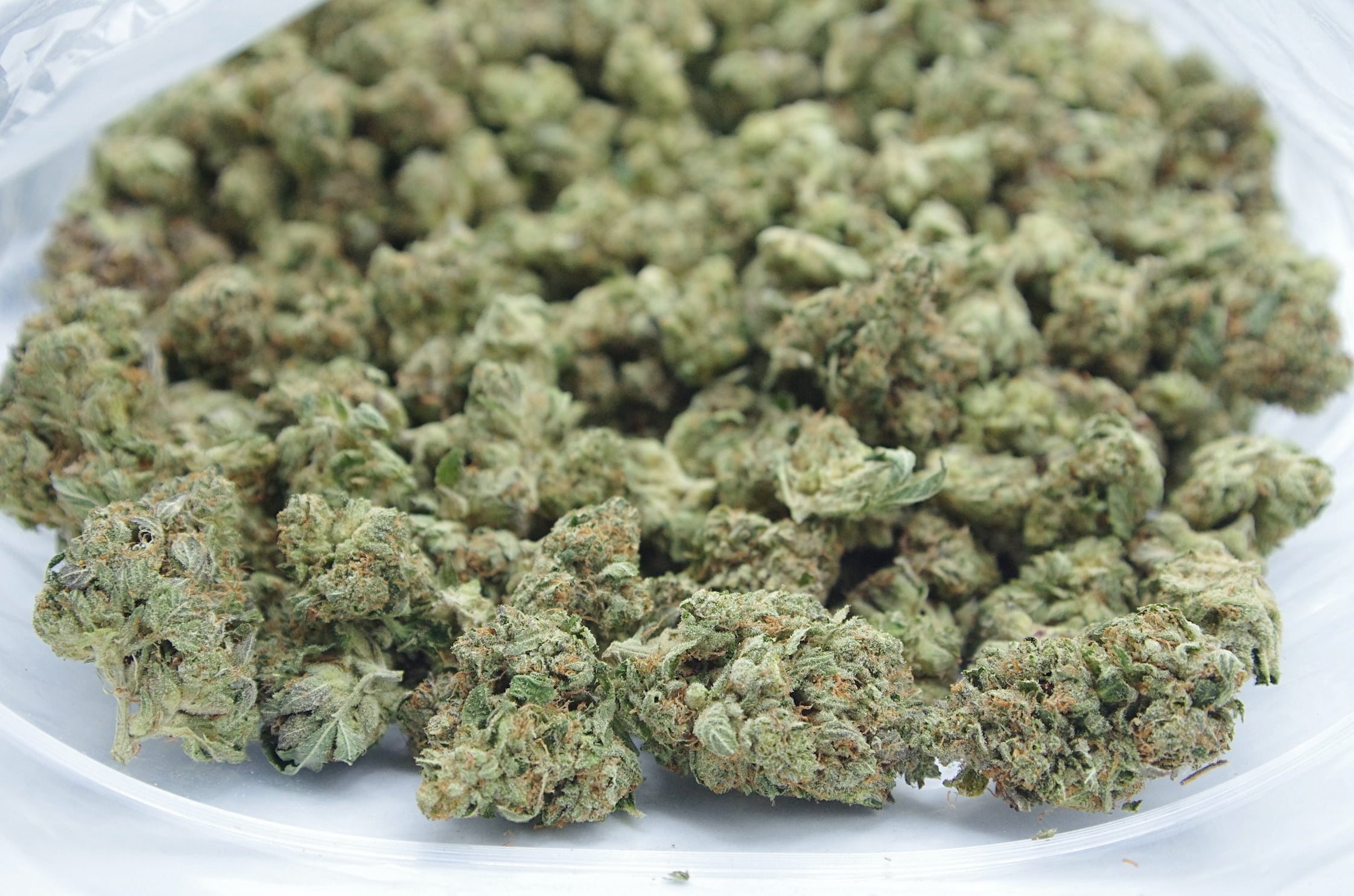 Master Kush Oz Special | Canada Bliss Herbals