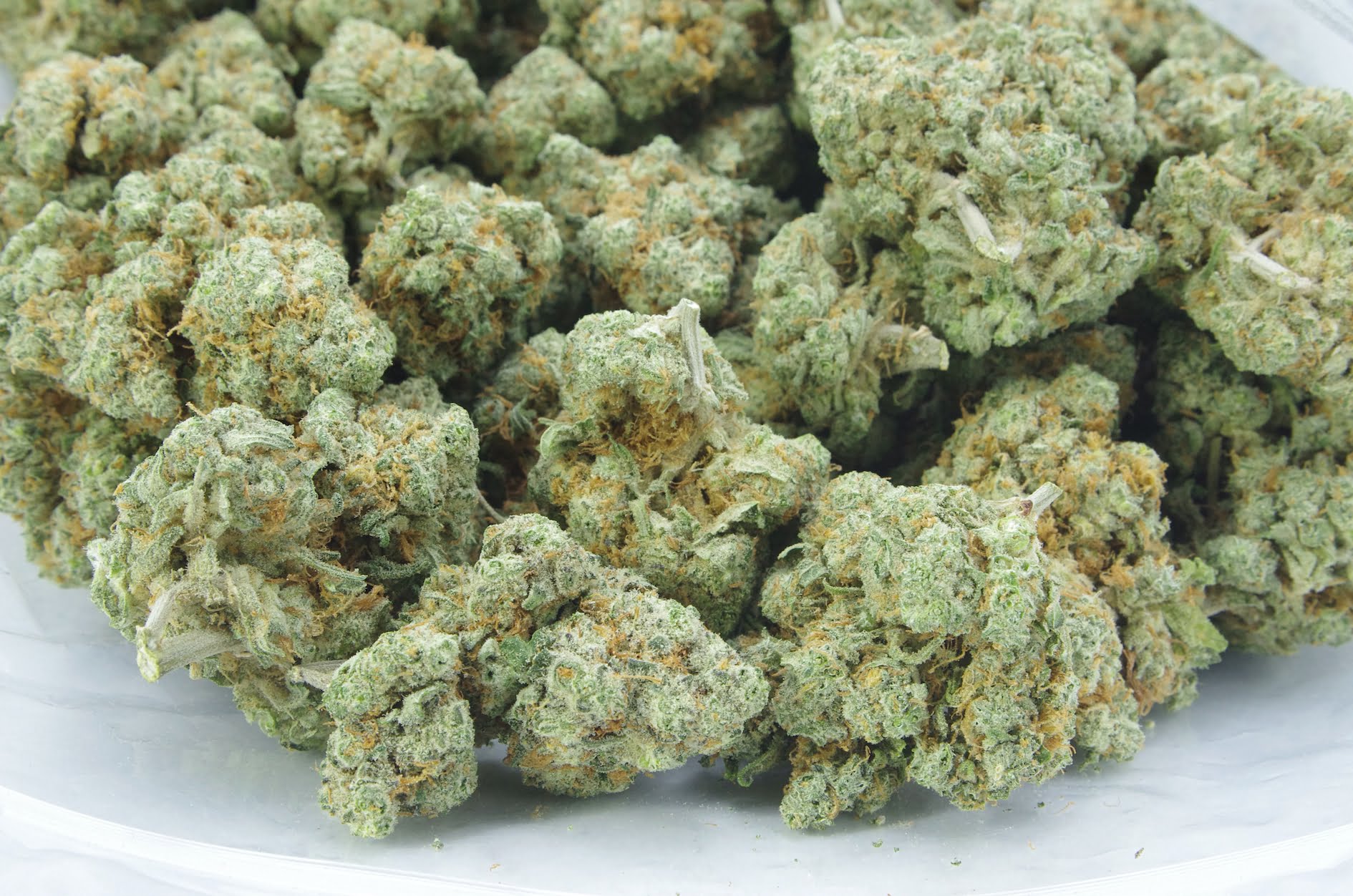 Double OG Oz Special | Canada Bliss Herbals