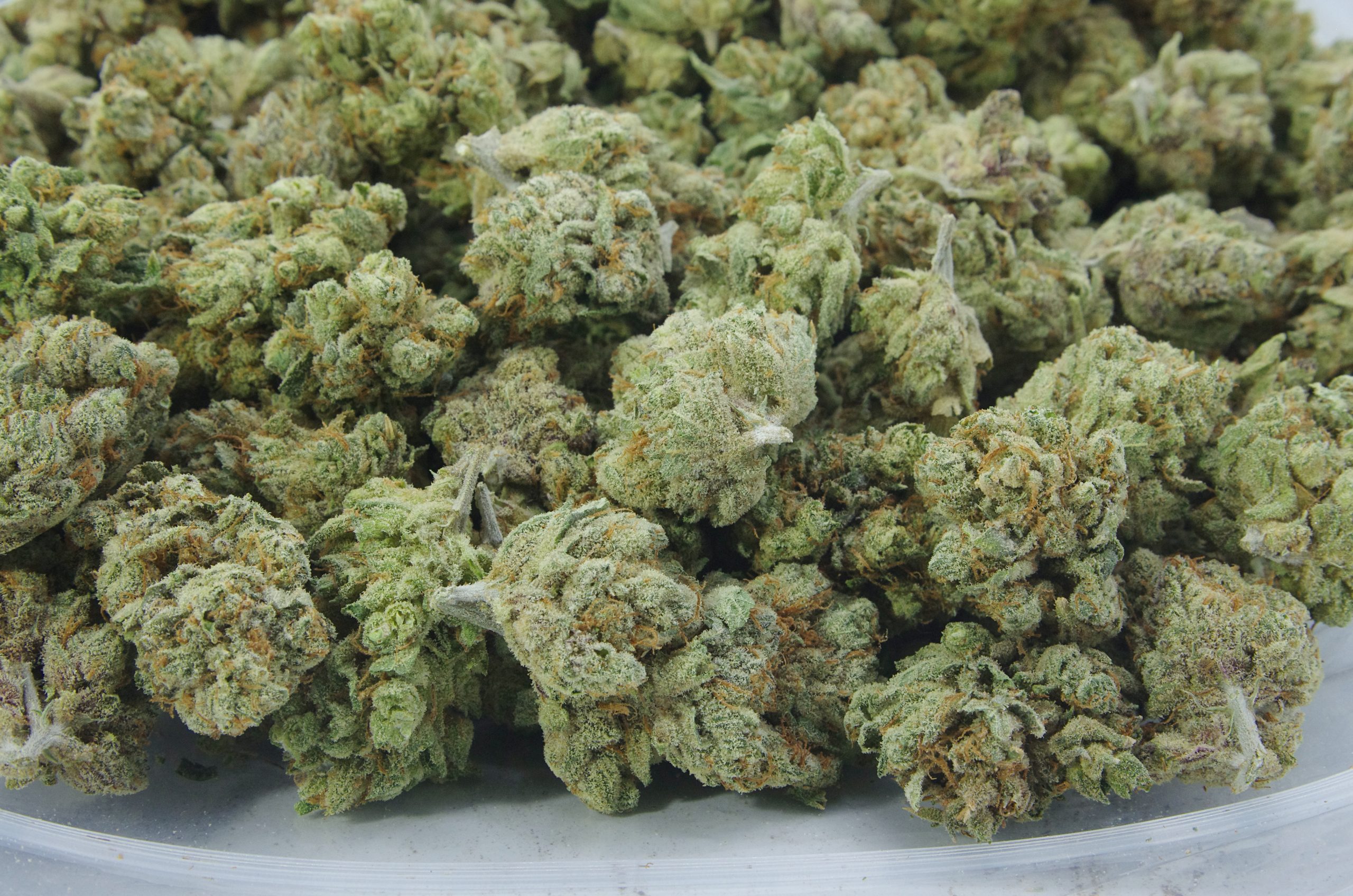 Lemon Runtz (Oz Special) | Canada Bliss Herbals