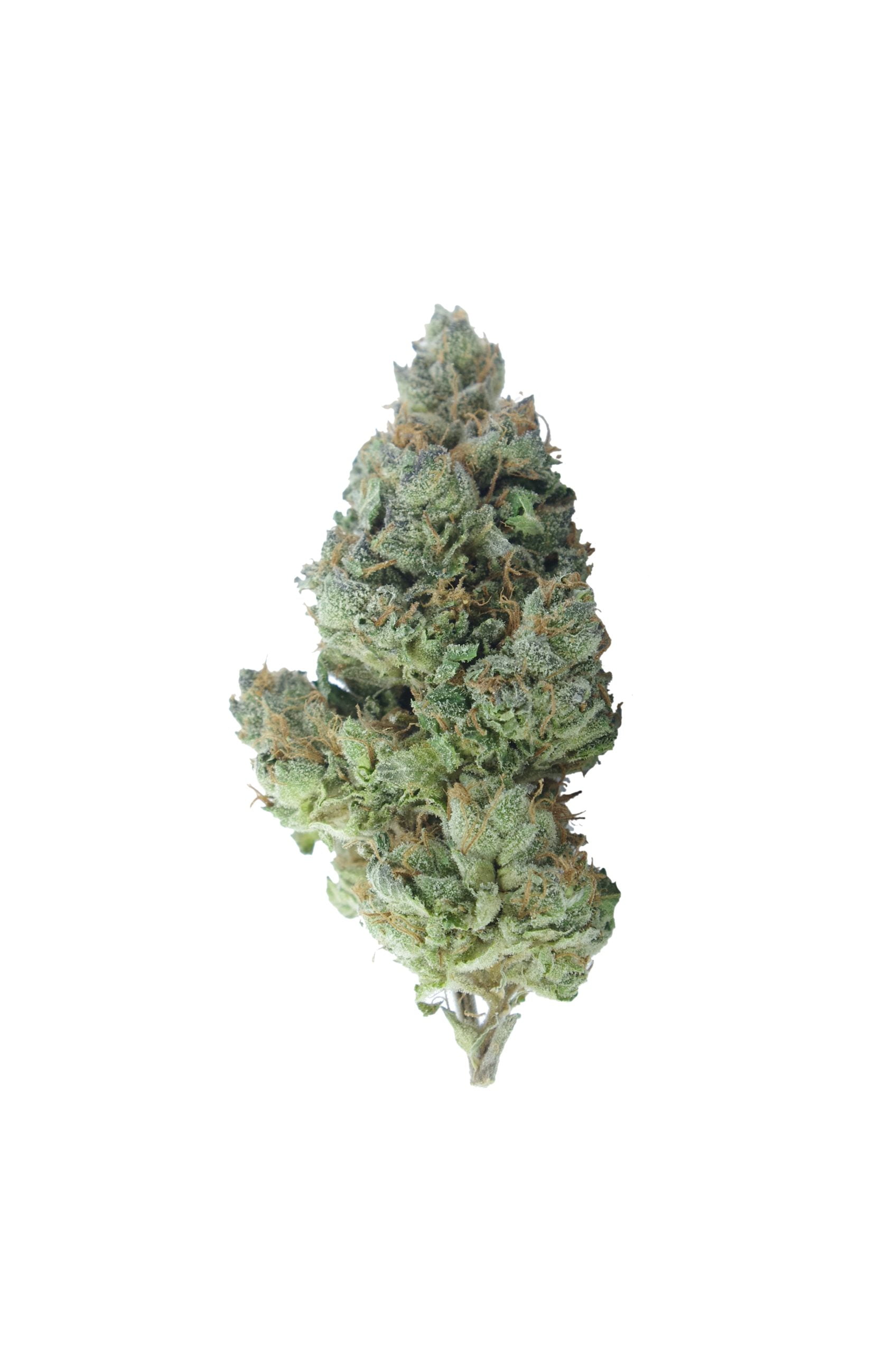 Blue City Diesel (Oz Special) | Canada Bliss Herbals