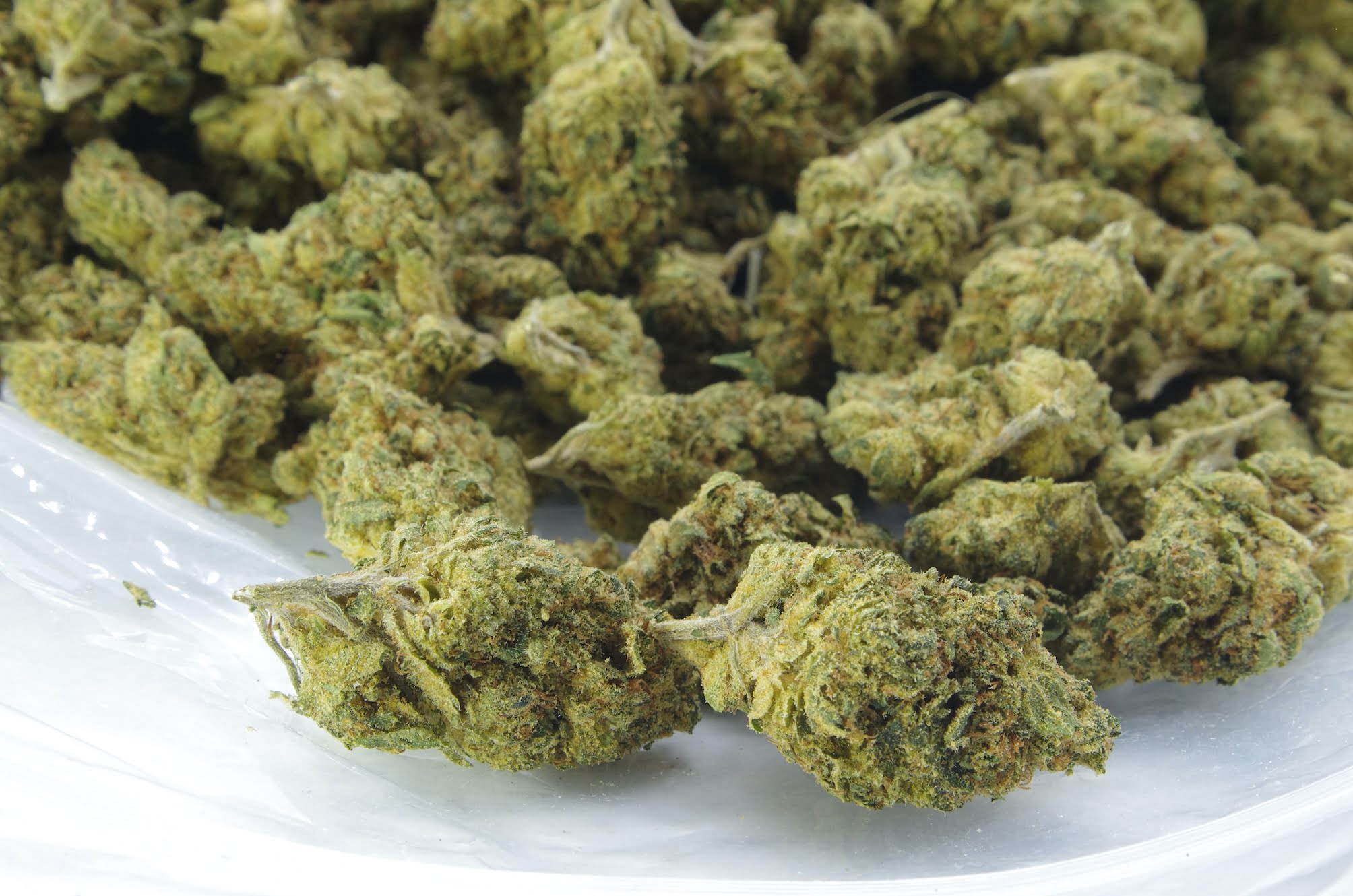 buy Animal Mints Smalls (Oz Special) | Canada Bliss Herbals