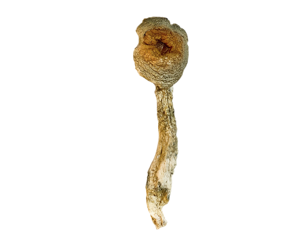 Buy Bull Run Magic Mushroom | Canada Bliss Herbals