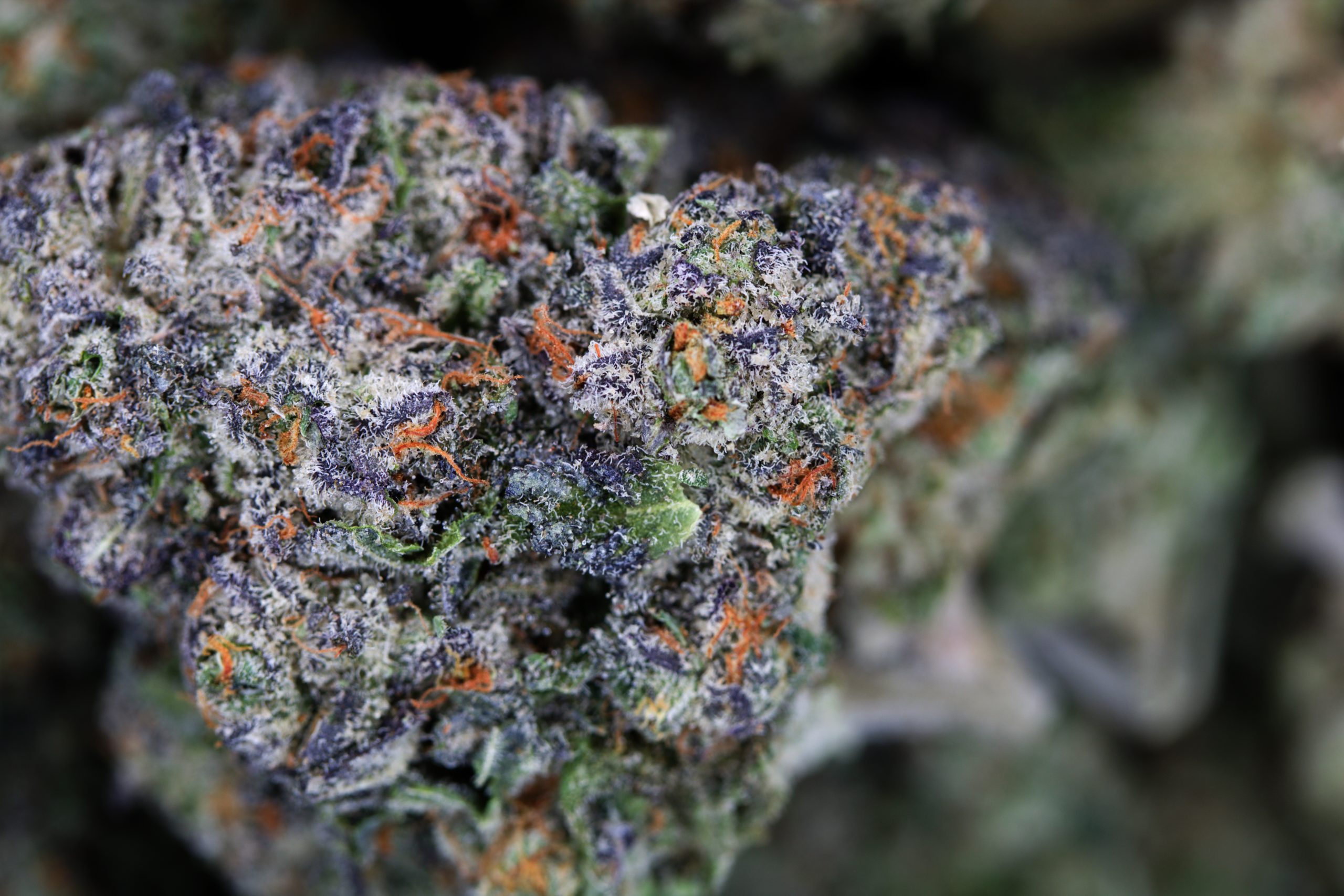 Buy LA Runtz | Canada Bliss Herbals