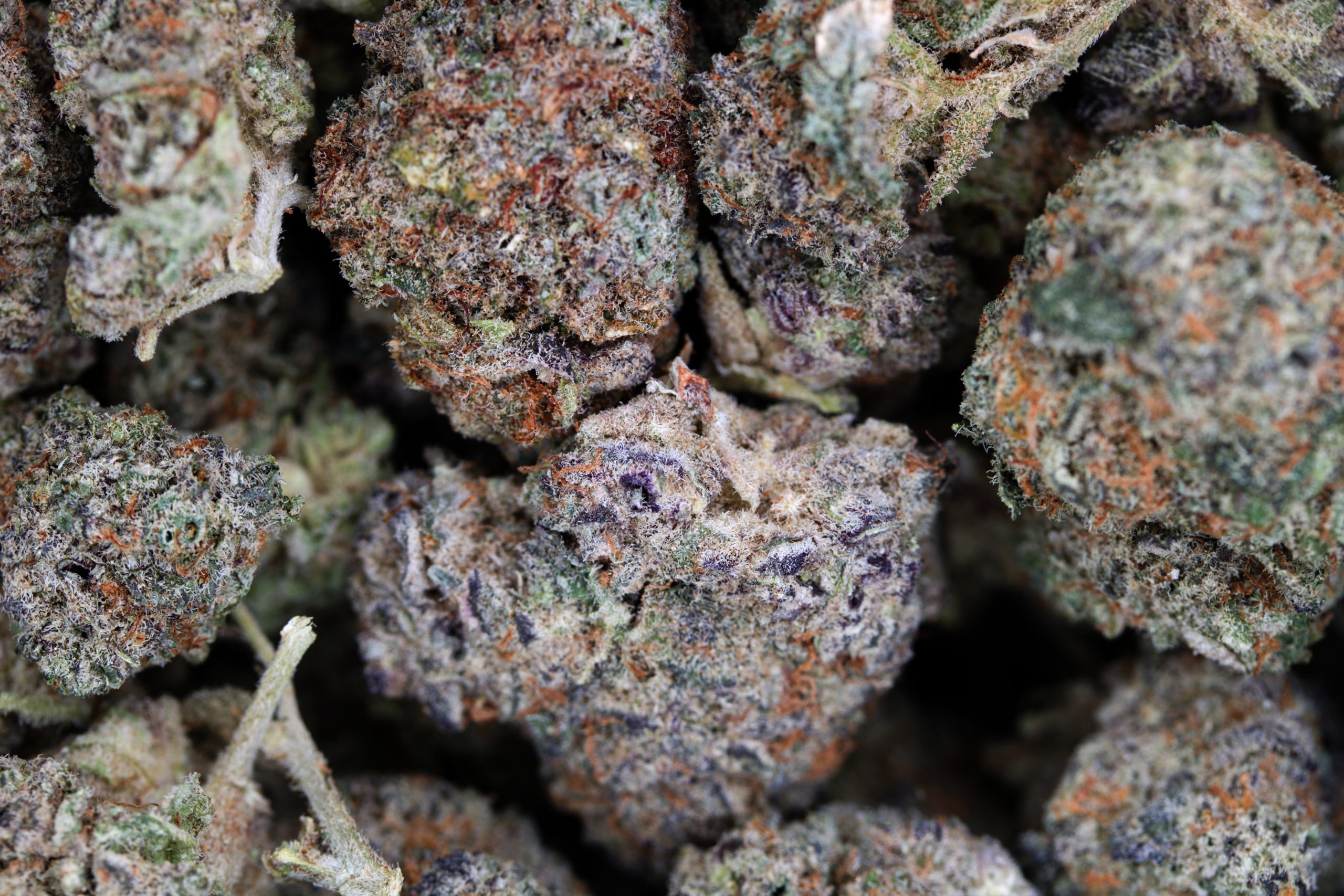 Buy Blueberry OG | Canada Bliss Herbals