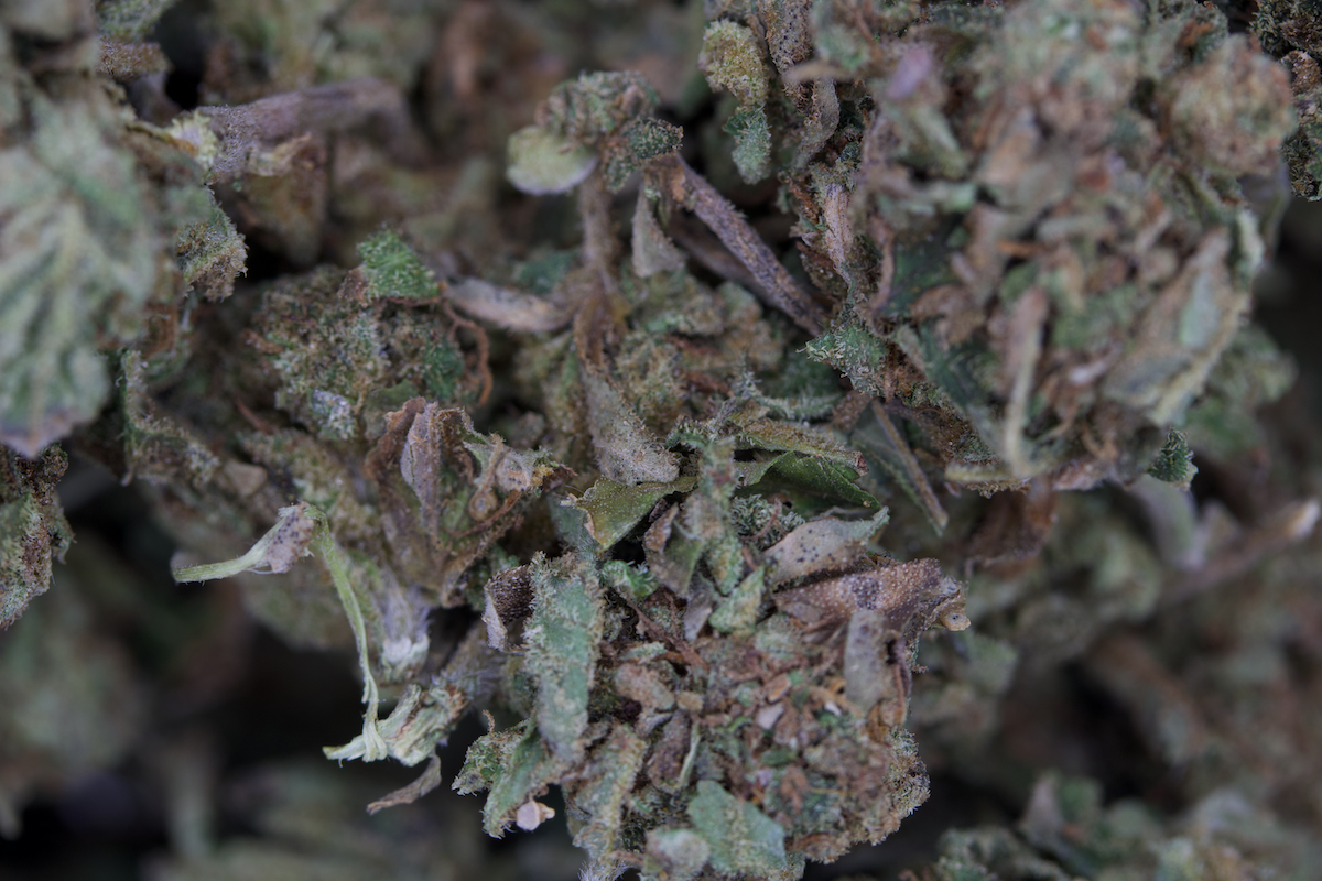 Buy Great White Shark OG Online | Canada Bliss Herbals