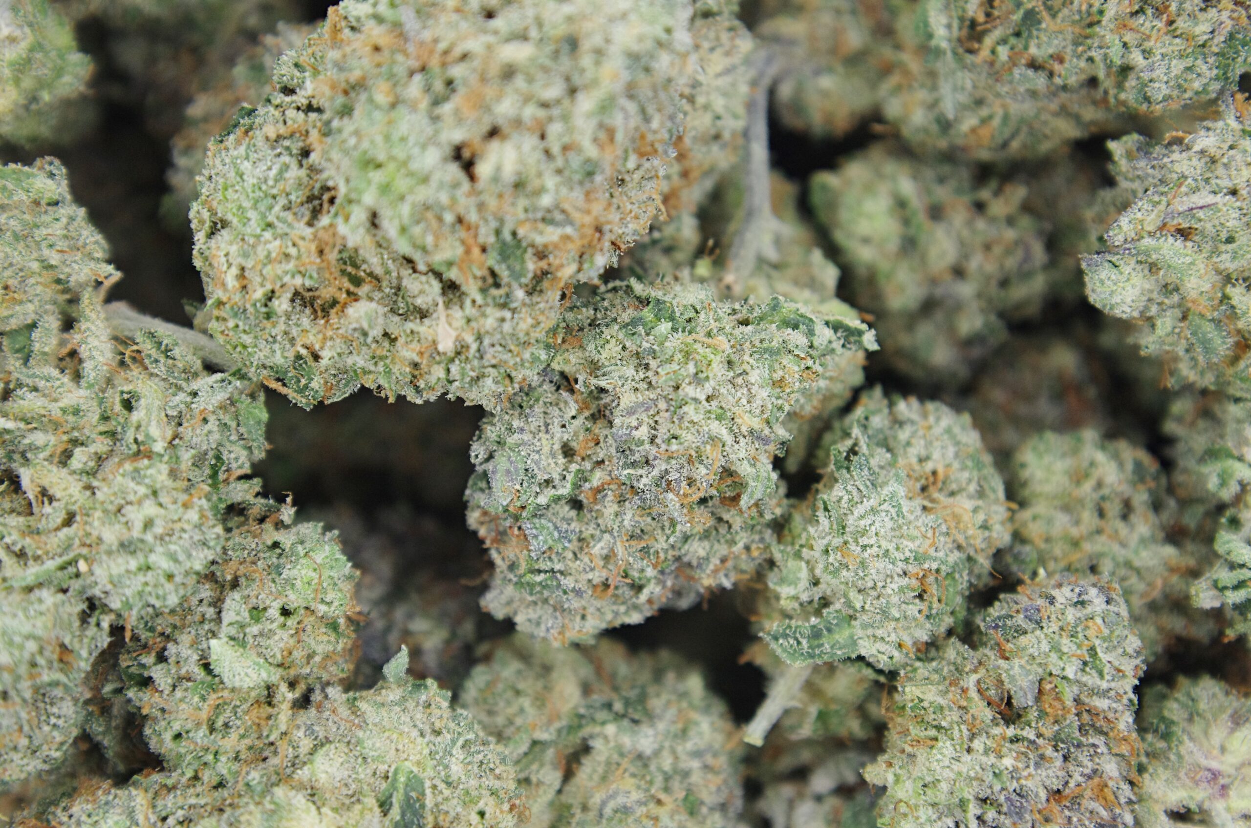 buy Shark OG (LSO) | Canada Bliss Herbals