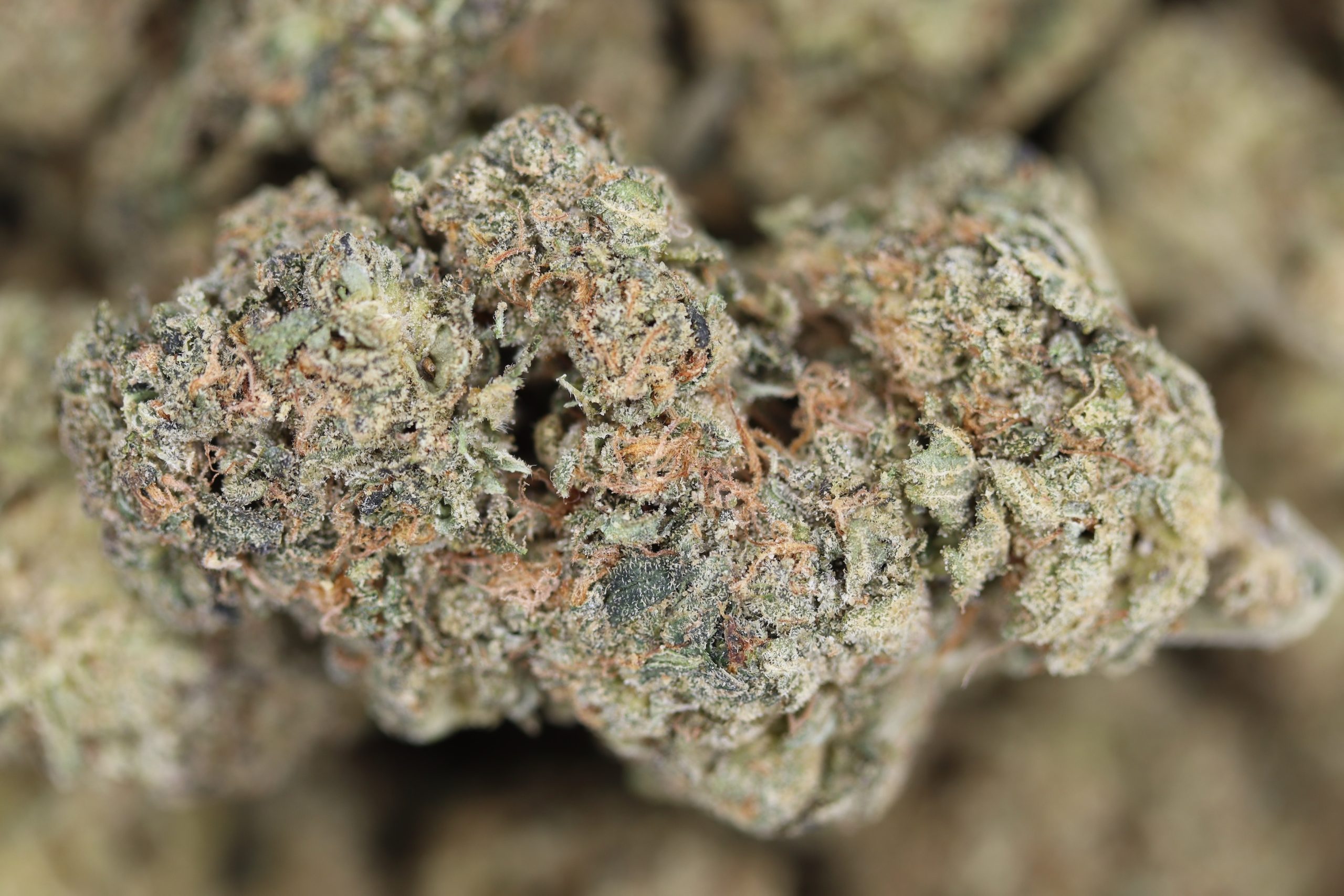 Buy Blue City Diesel Online | Canada Bliss Herbals