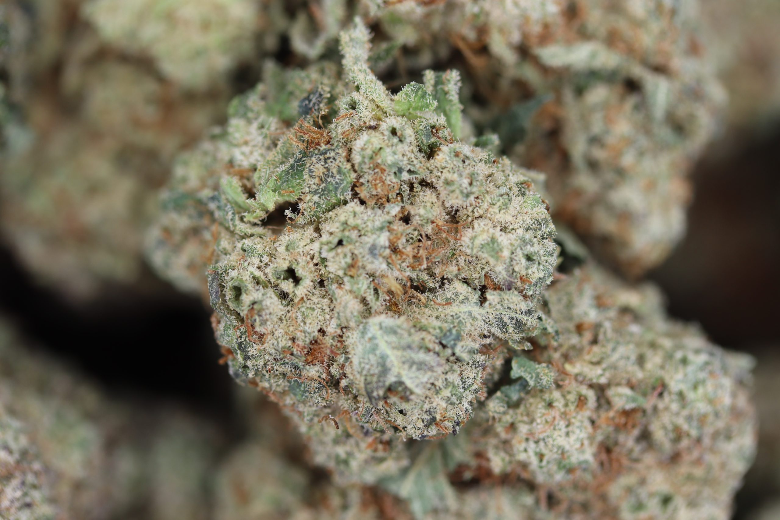 Buy Donkey Butter Online | Canada Bliss Herbals