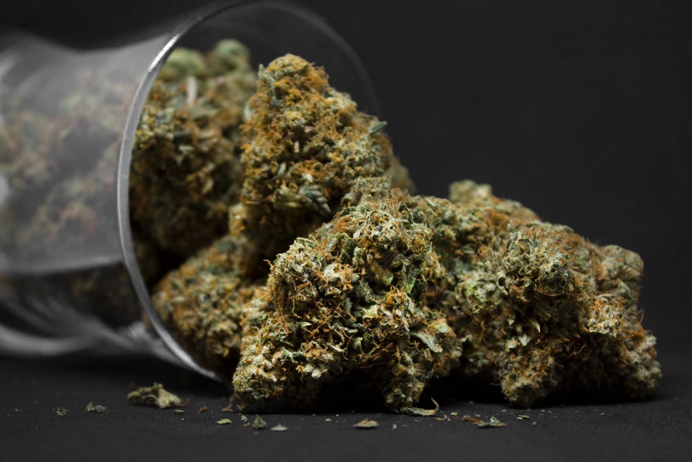 The Best Hybrid Weed You Can Order Online in Canada | Canada Bliss Herbals