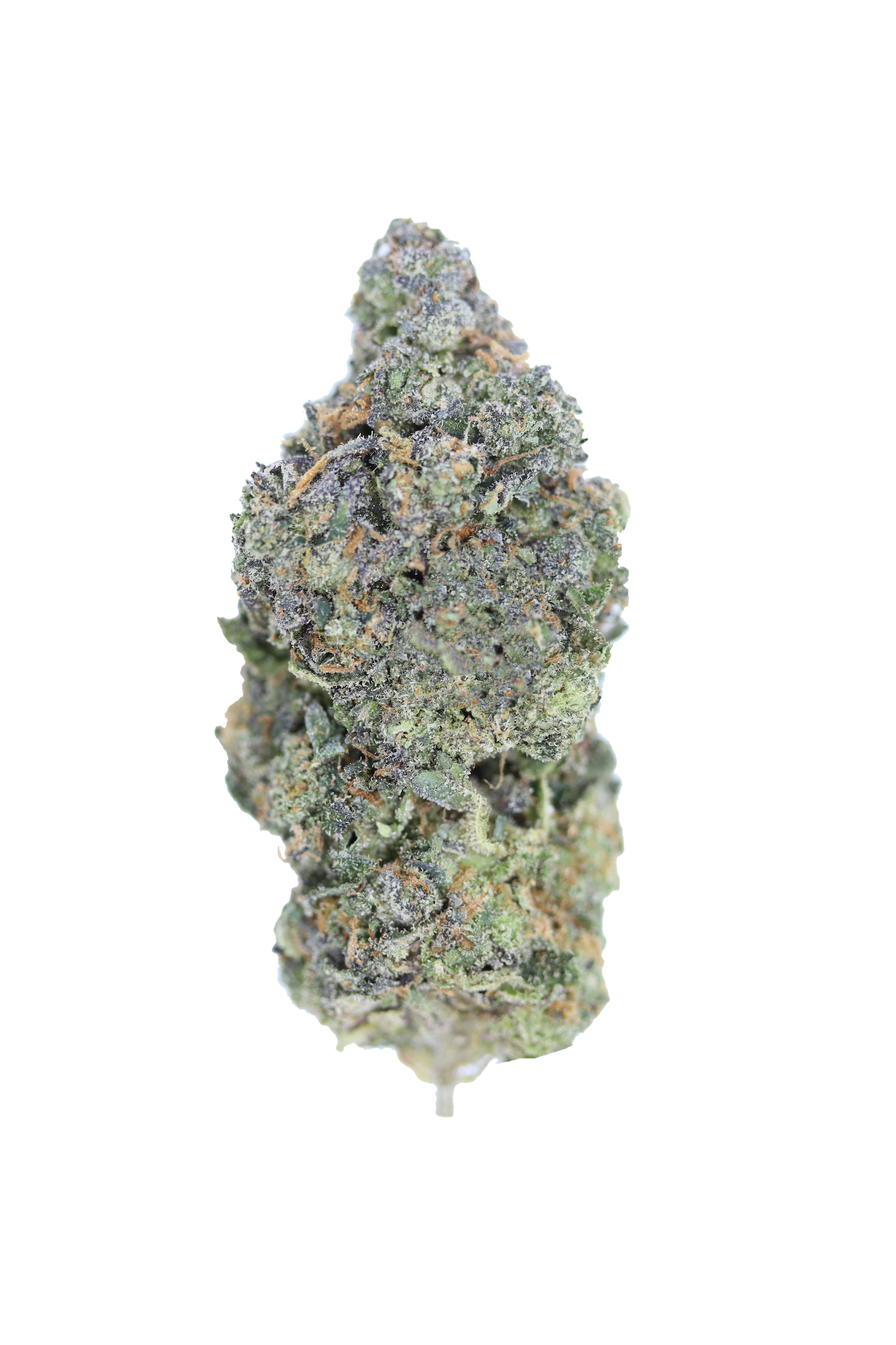 Buy Sunset Sherbet Online | Canada Bliss Herbals