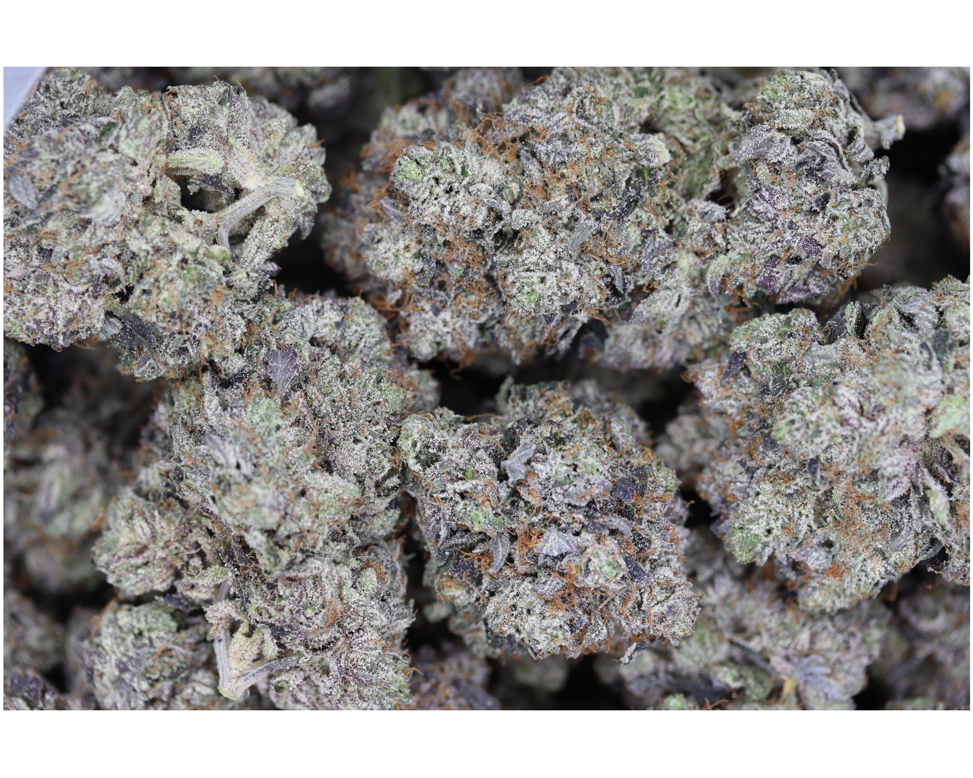 Buy Gas Militia - LA Confidential Online | Canada Bliss Herbals